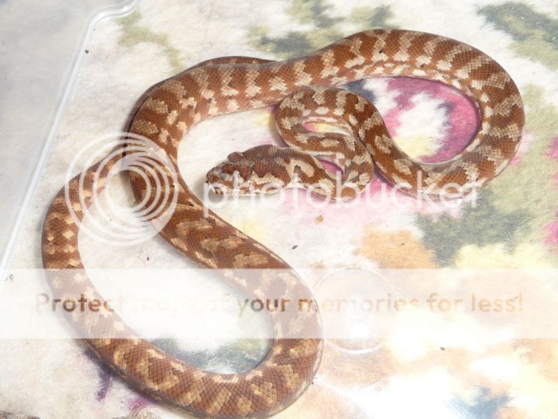 Coastal Carpet Python Thread | Page 7 | Reptile Forums